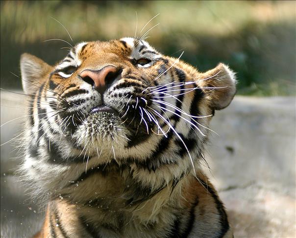 Keln: Sibirska tigrica pobjegla iz kaveza ubivši čuvaricu zoološkog vrta