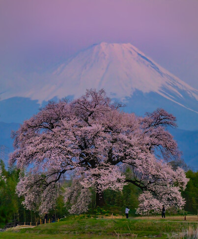 Mount Fuji struggles to balance tourism boom with safety and ...
