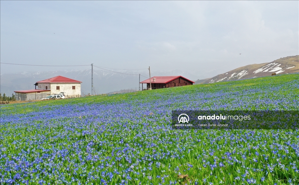 Barma Yaylası mavi yıldızlarla süslendi