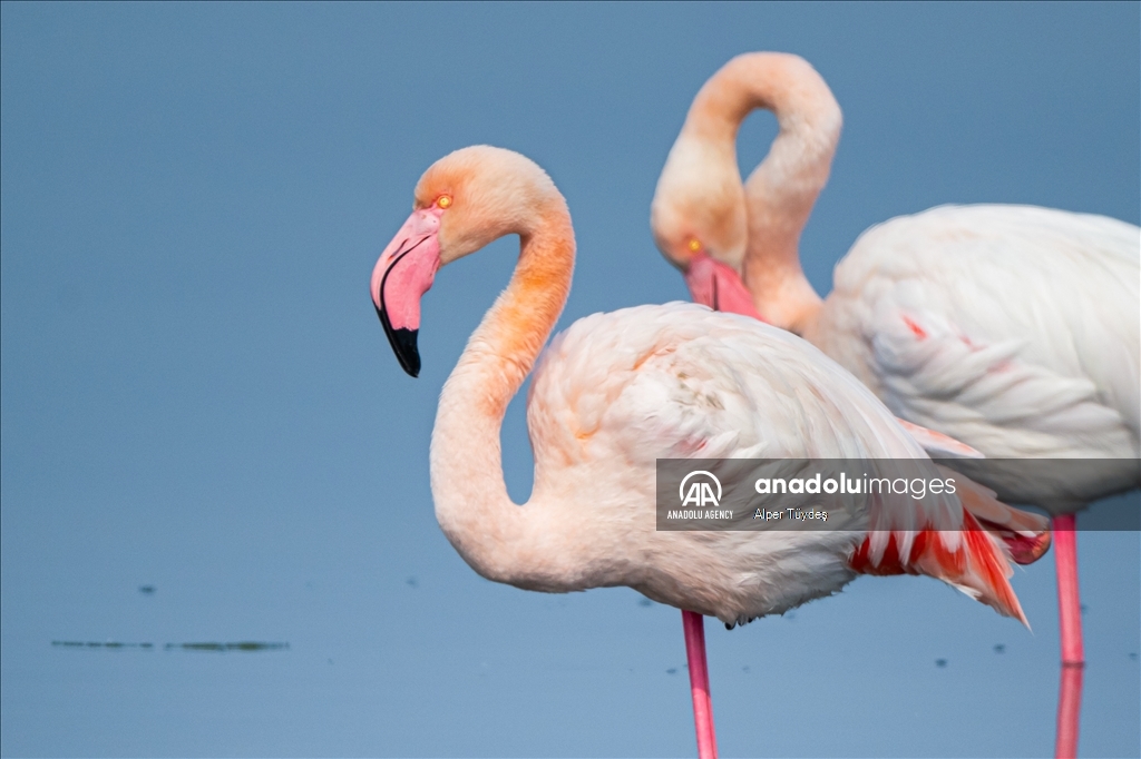Flamingos spend the spring season at Gediz Delta in Turkiye's Izmir