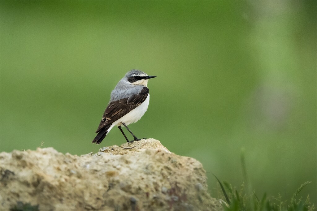 Migratory birds return to Istanbul’s northern forests